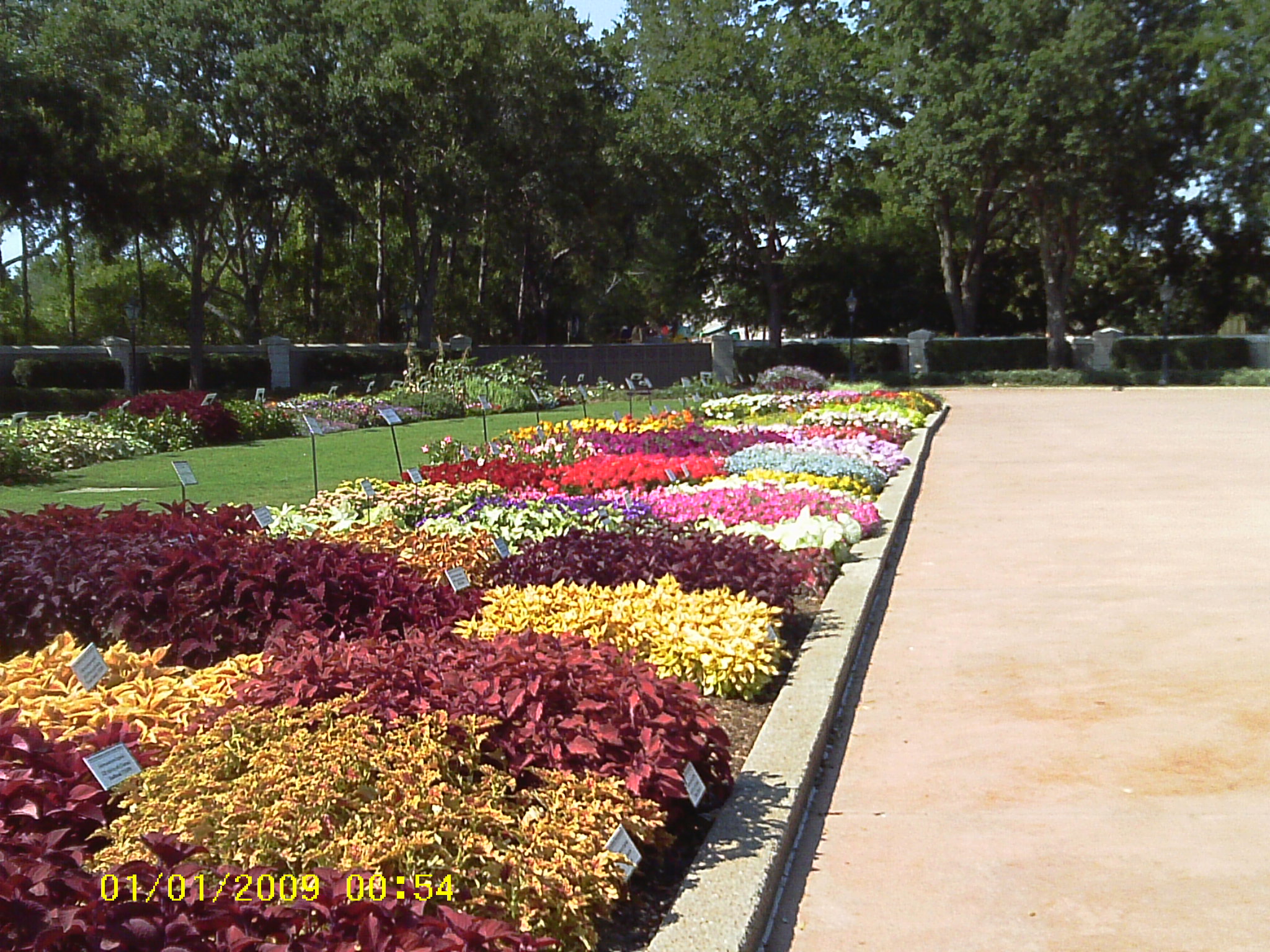 So Many Species: Coleus at Floriculture Field Day | Pinder's Nursery | Blog
